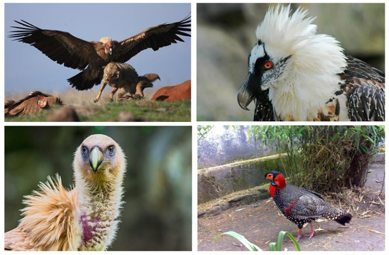 The Great Himalayan National Park | Luxury Trails